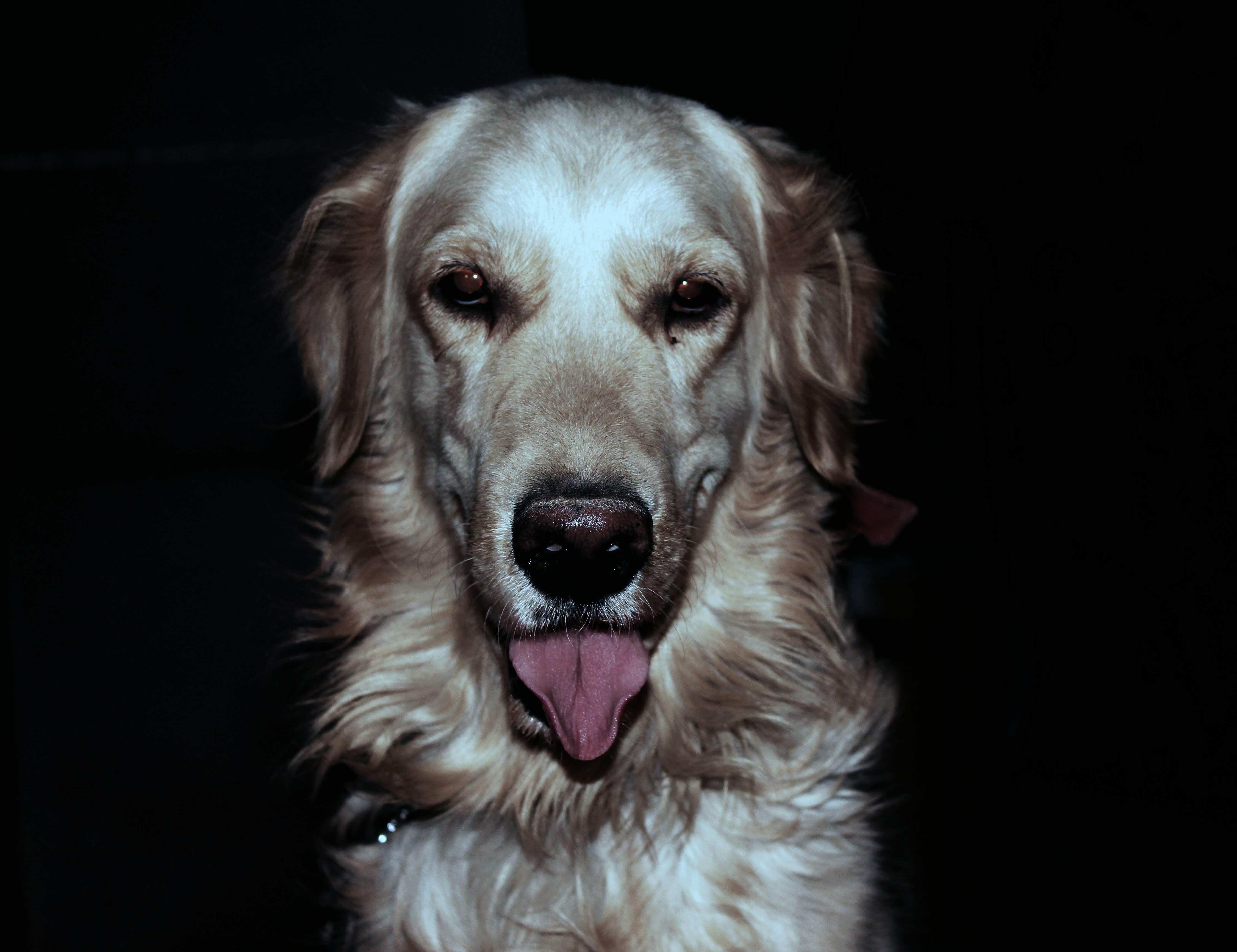 Portfolio - Pavan Naidu